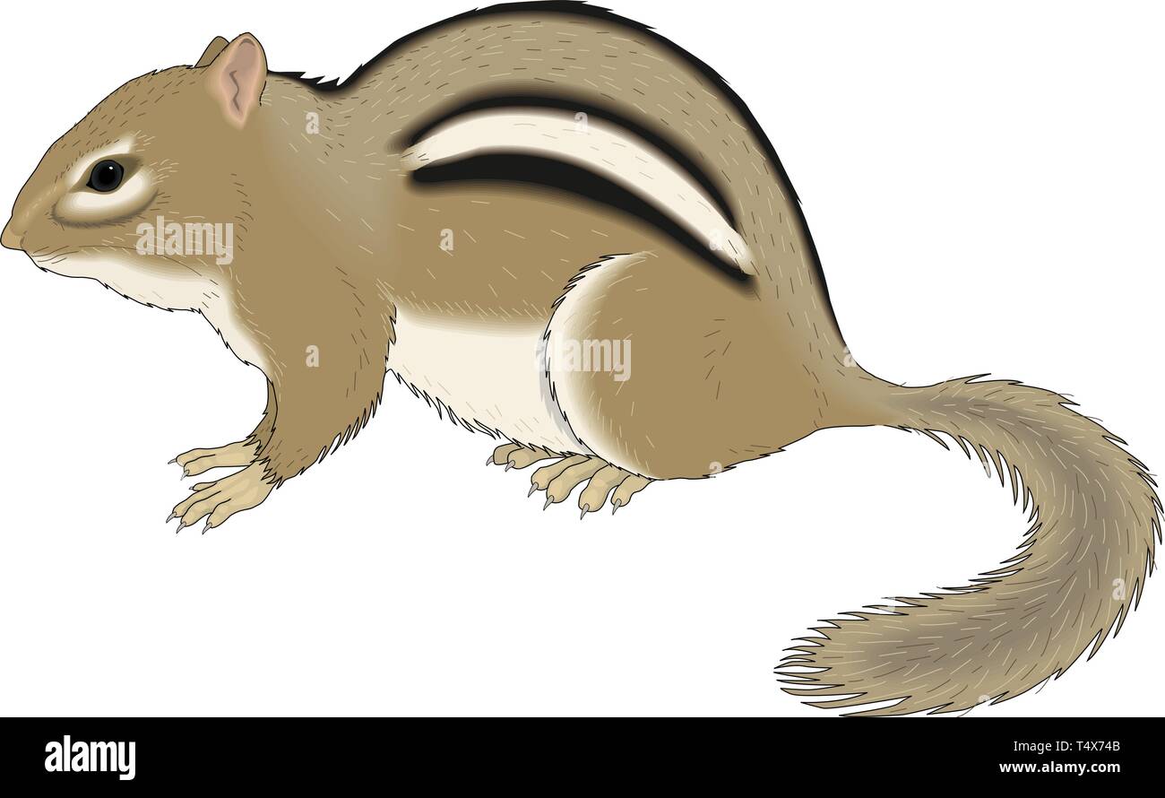 Chipmunk Vector Illustration Stock Vector Image & Art - Alamy