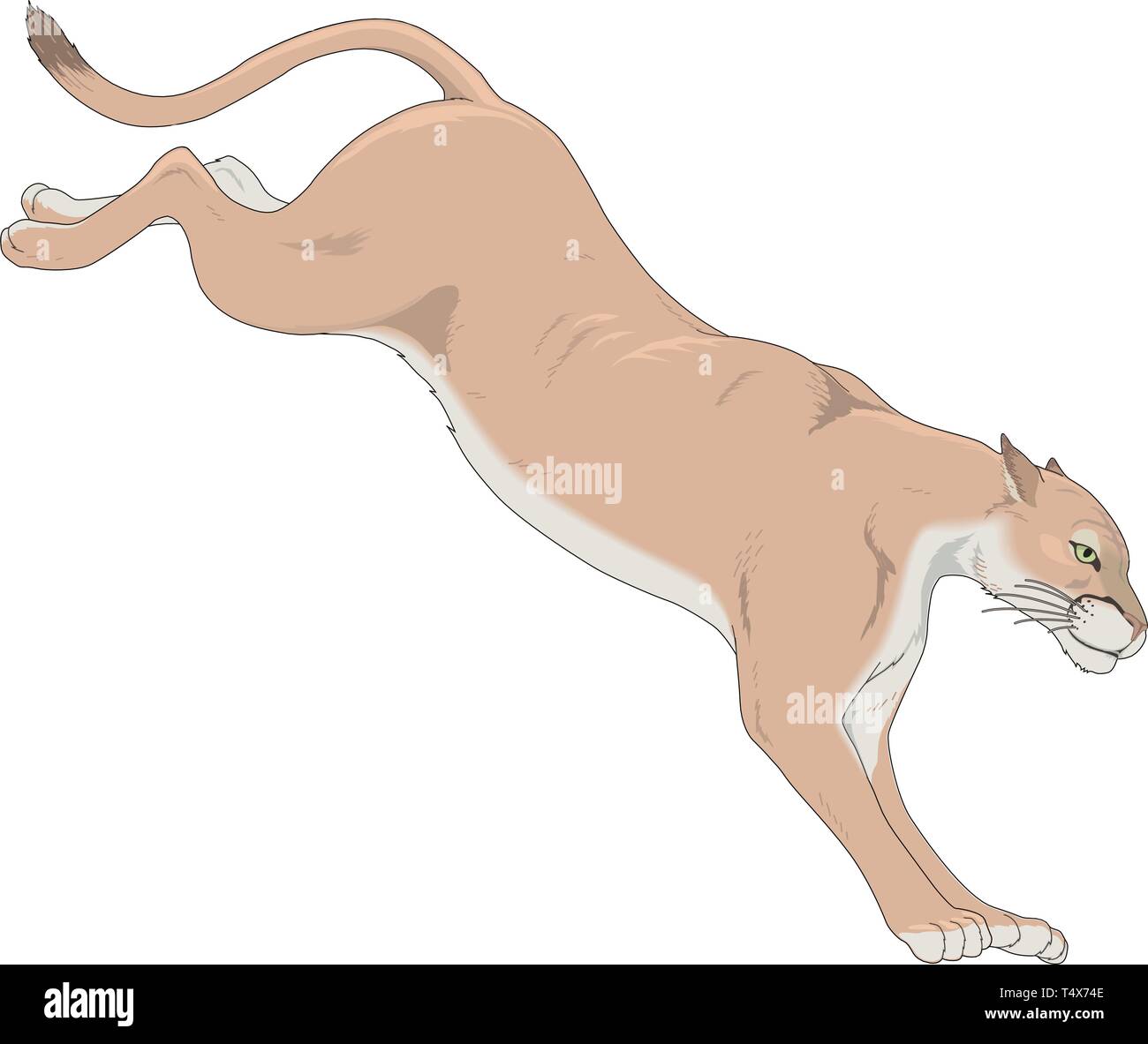 Cougar Vector Illustration Stock Vector Image & Art - Alamy