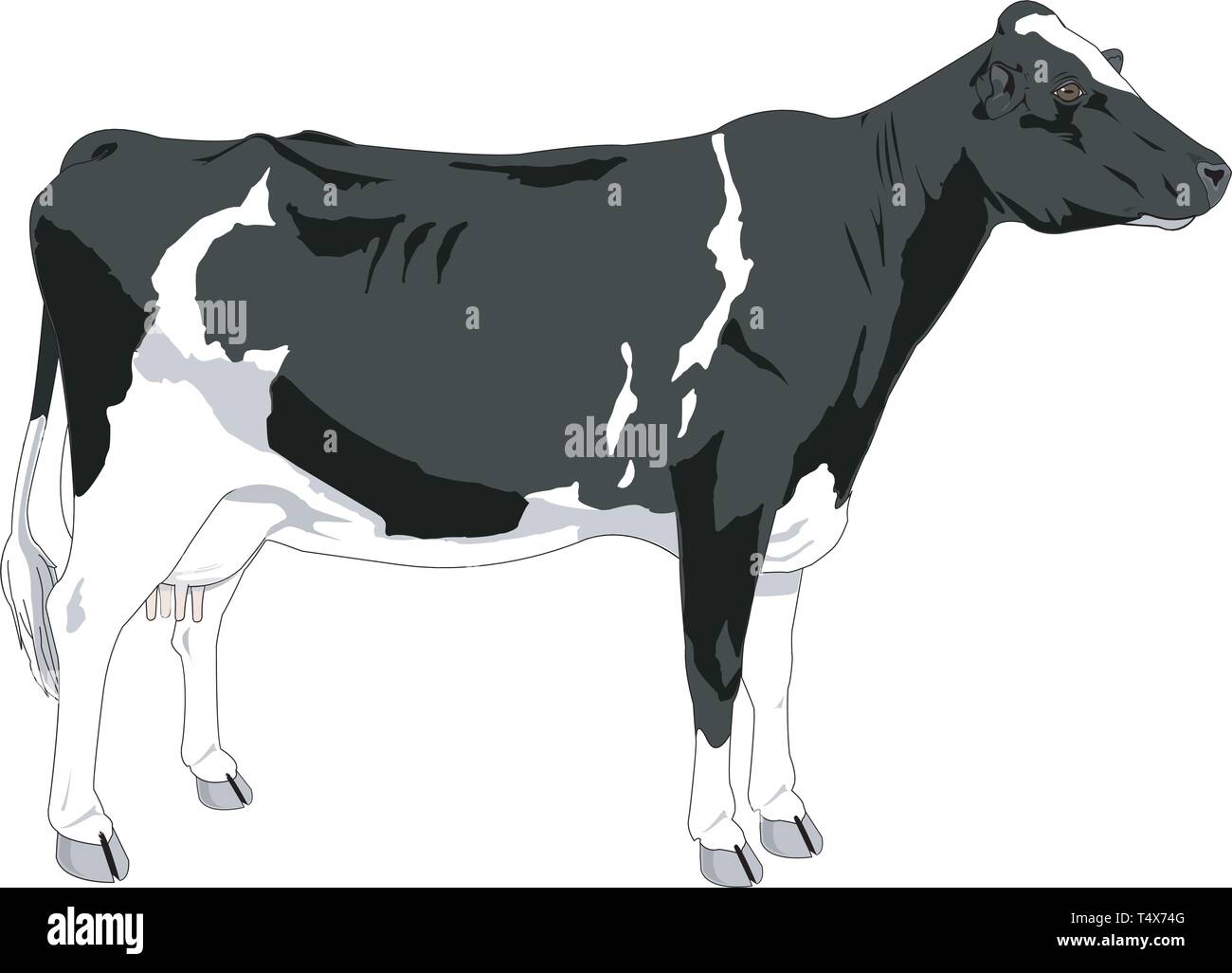 Cow Vector Illustration Stock Vector Image & Art - Alamy