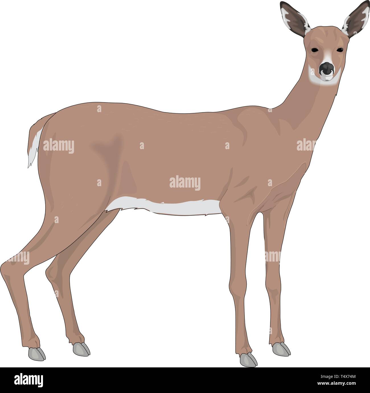 Doe Vector Illustration Stock Vector Image & Art - Alamy