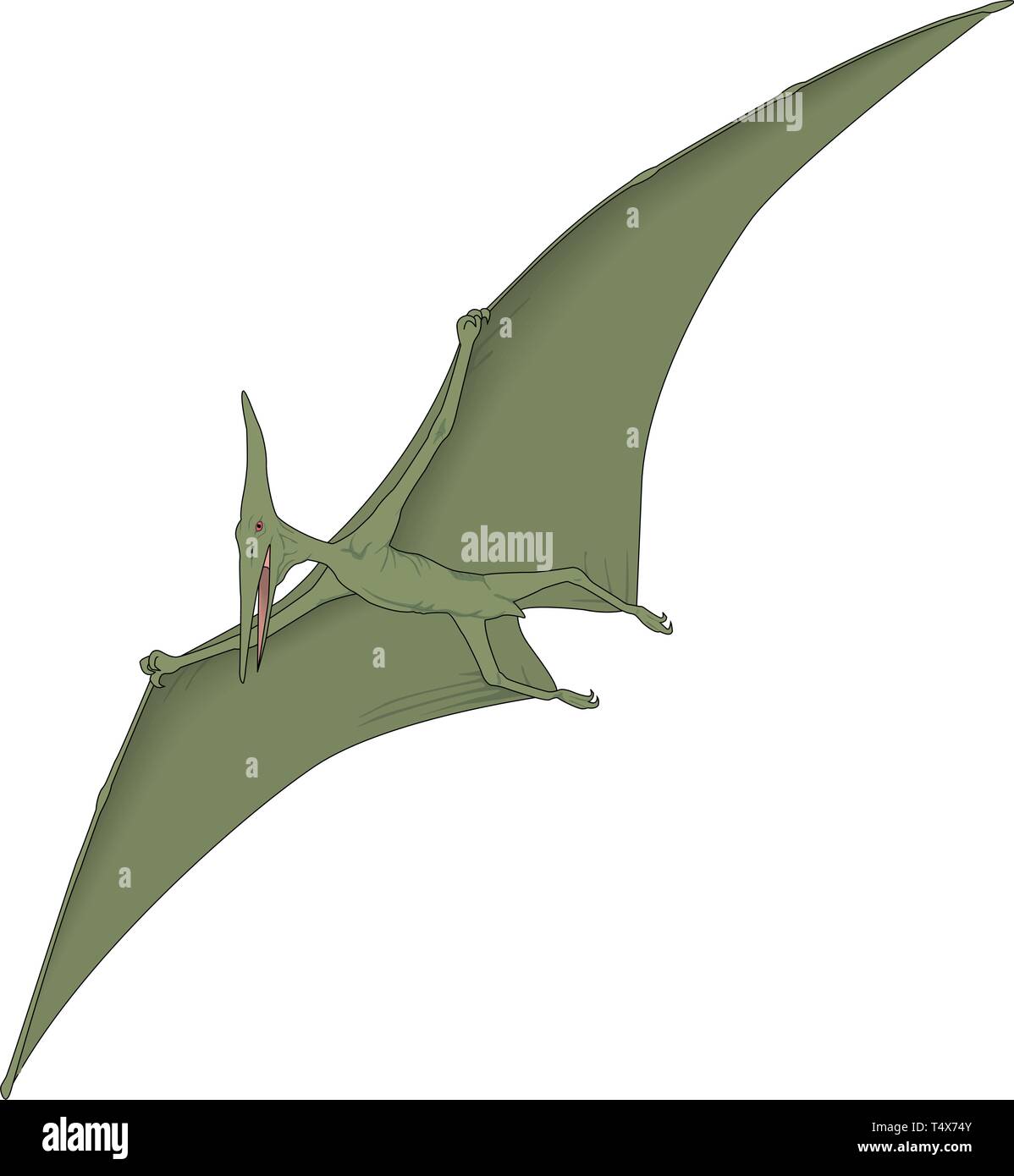 Pterodactyl Dinosaur Vector Illustration Stock Vector Image & Art - Alamy