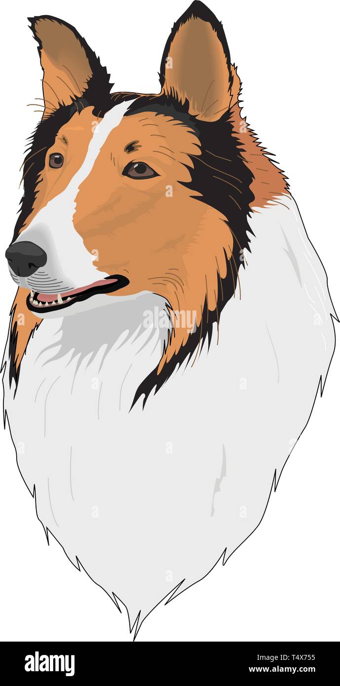 Collie Head Vector Illustration Stock Vector Image & Art - Alamy
