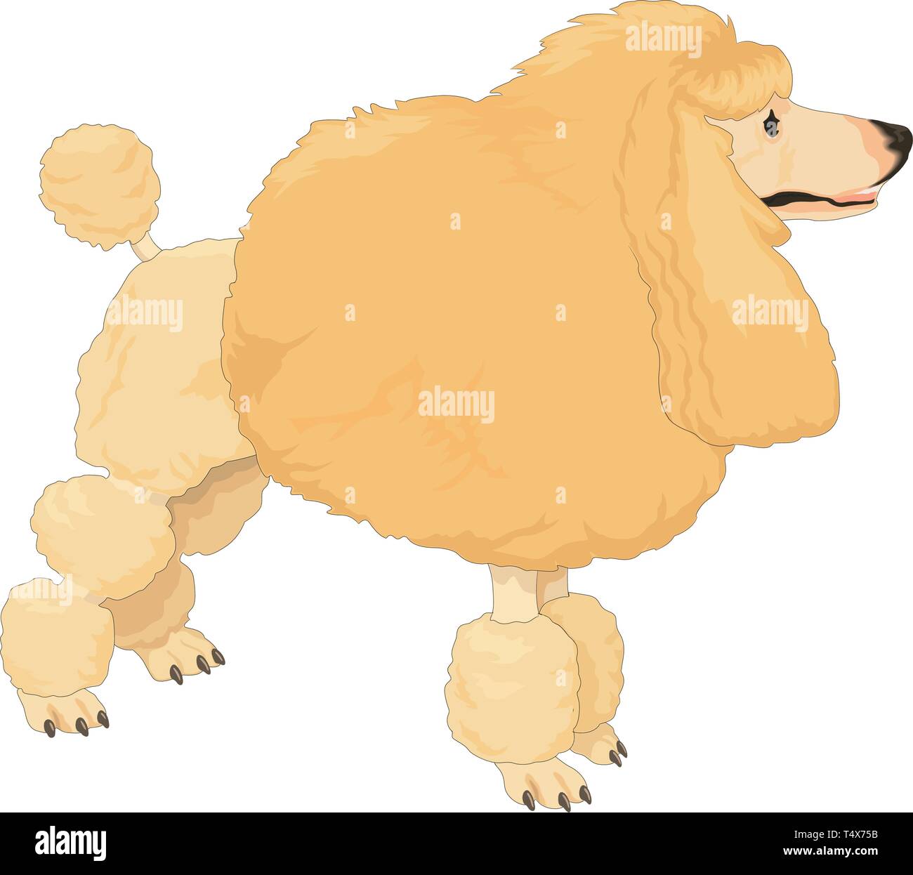 Poodle vector hi-res stock photography and images - Alamy