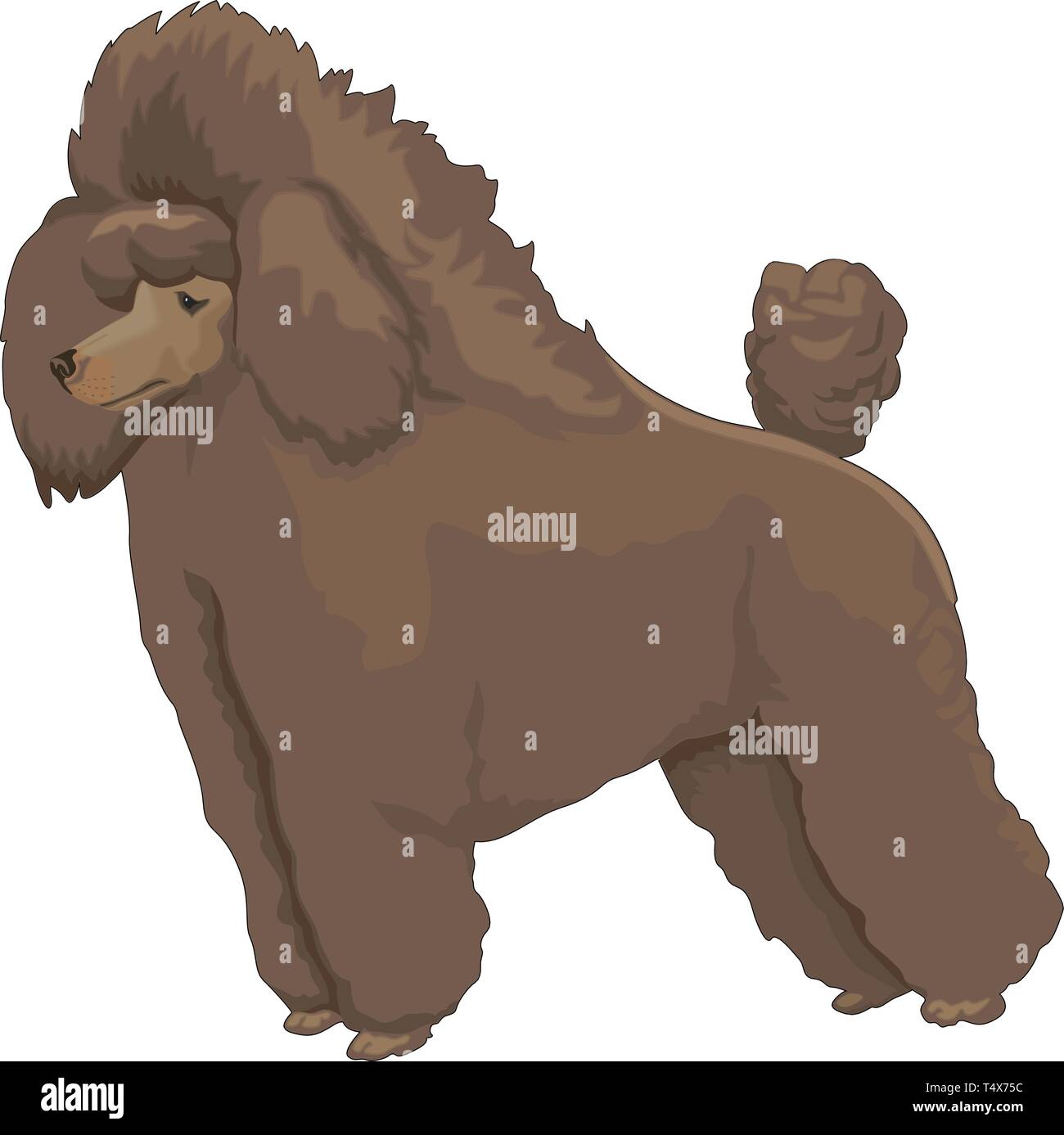French poodle Cut Out Stock Images & Pictures - Alamy