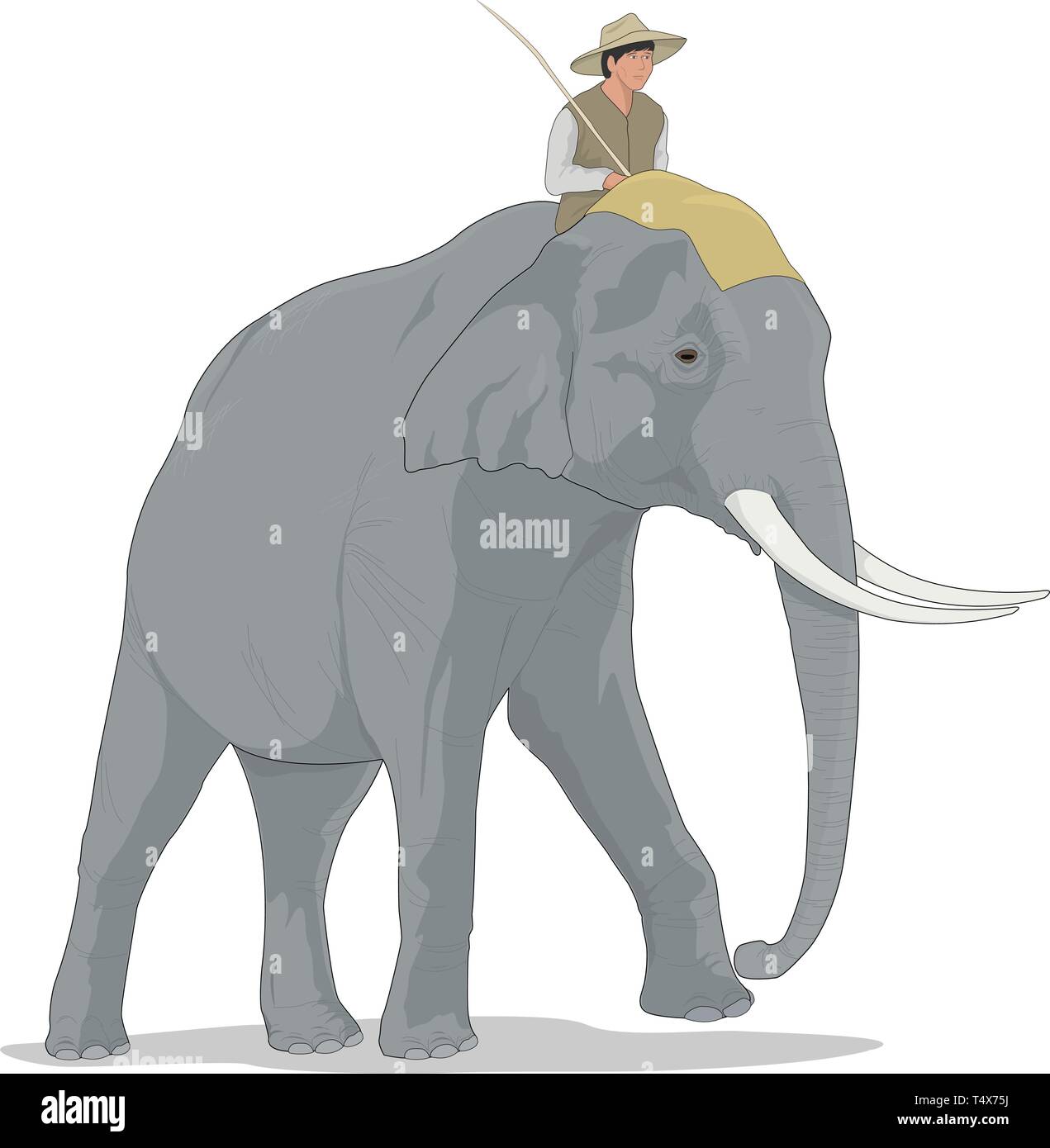 Asian Elephant Vector Illustration Stock Vector Image & Art - Alamy