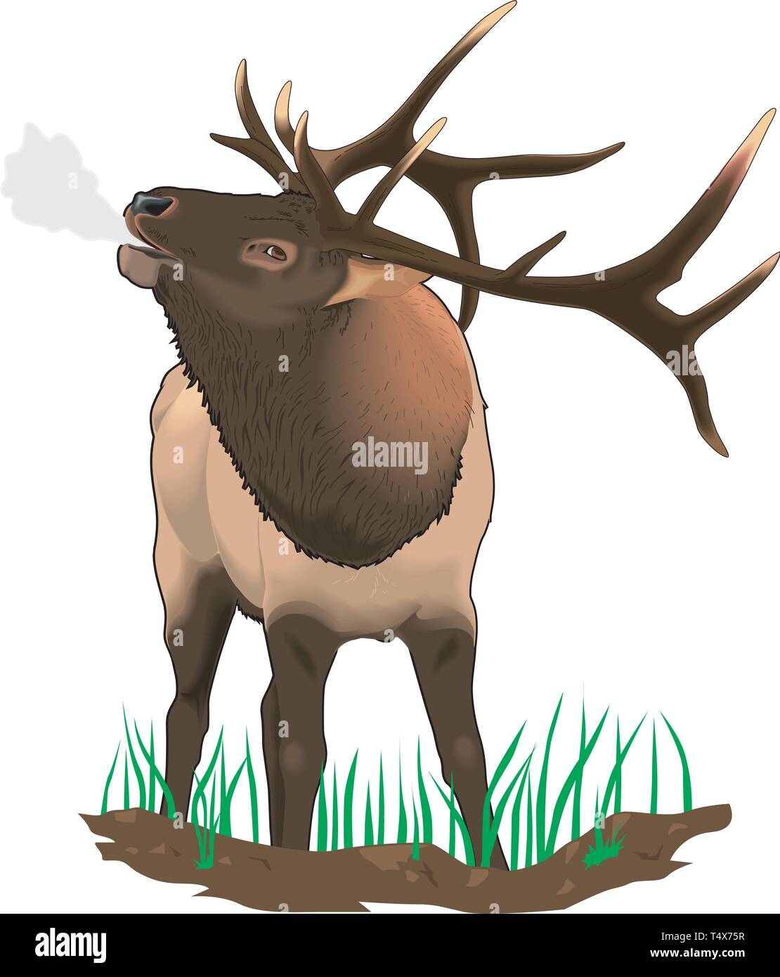 Elk Standing Vector Illustration Stock Vector Image & Art - Alamy