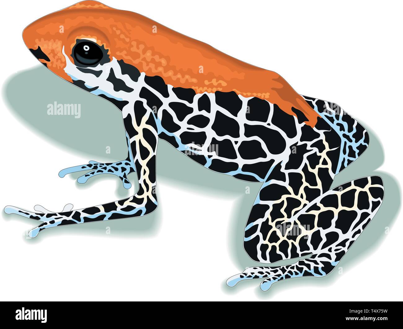 Arrow frogs Stock Vector Images - Alamy
