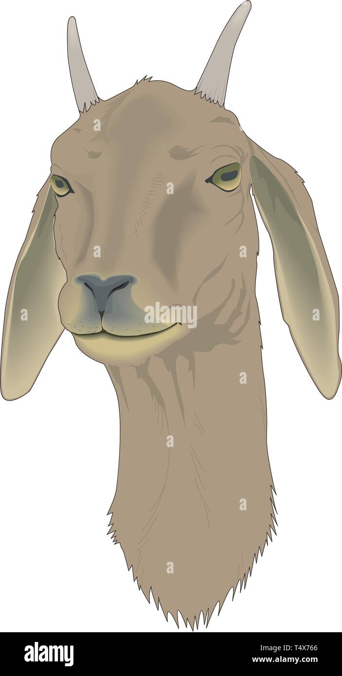 Billy Goat Vector Illustration Stock Vector Image & Art - Alamy