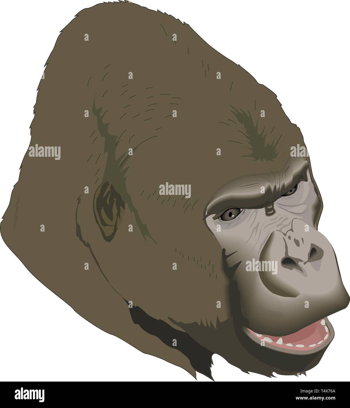 Gorilla Head Vector Illustration Stock Vector Image & Art - Alamy