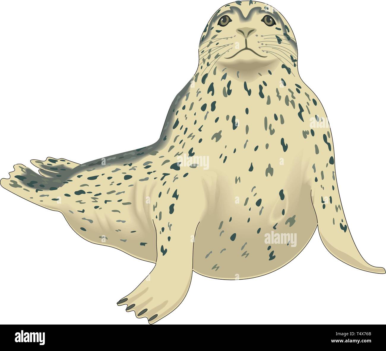 Harbor Seal Vector Illustration Stock Vector Image & Art - Alamy