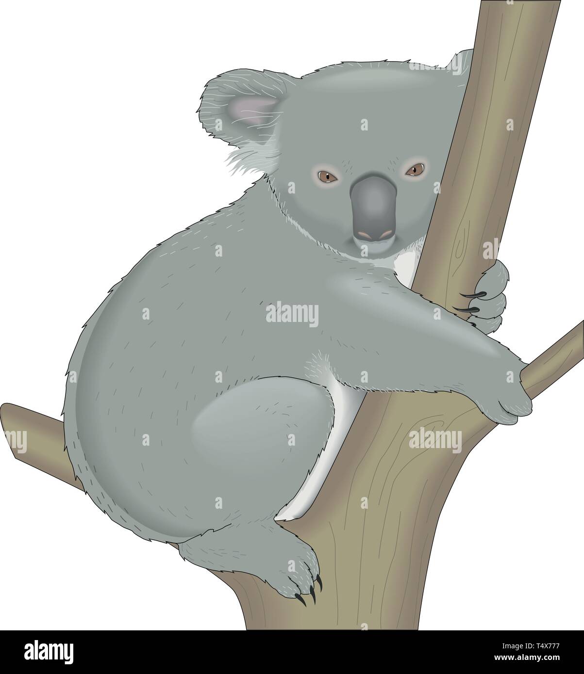 Koala Bear Vector Illustration Stock Vector Image & Art - Alamy