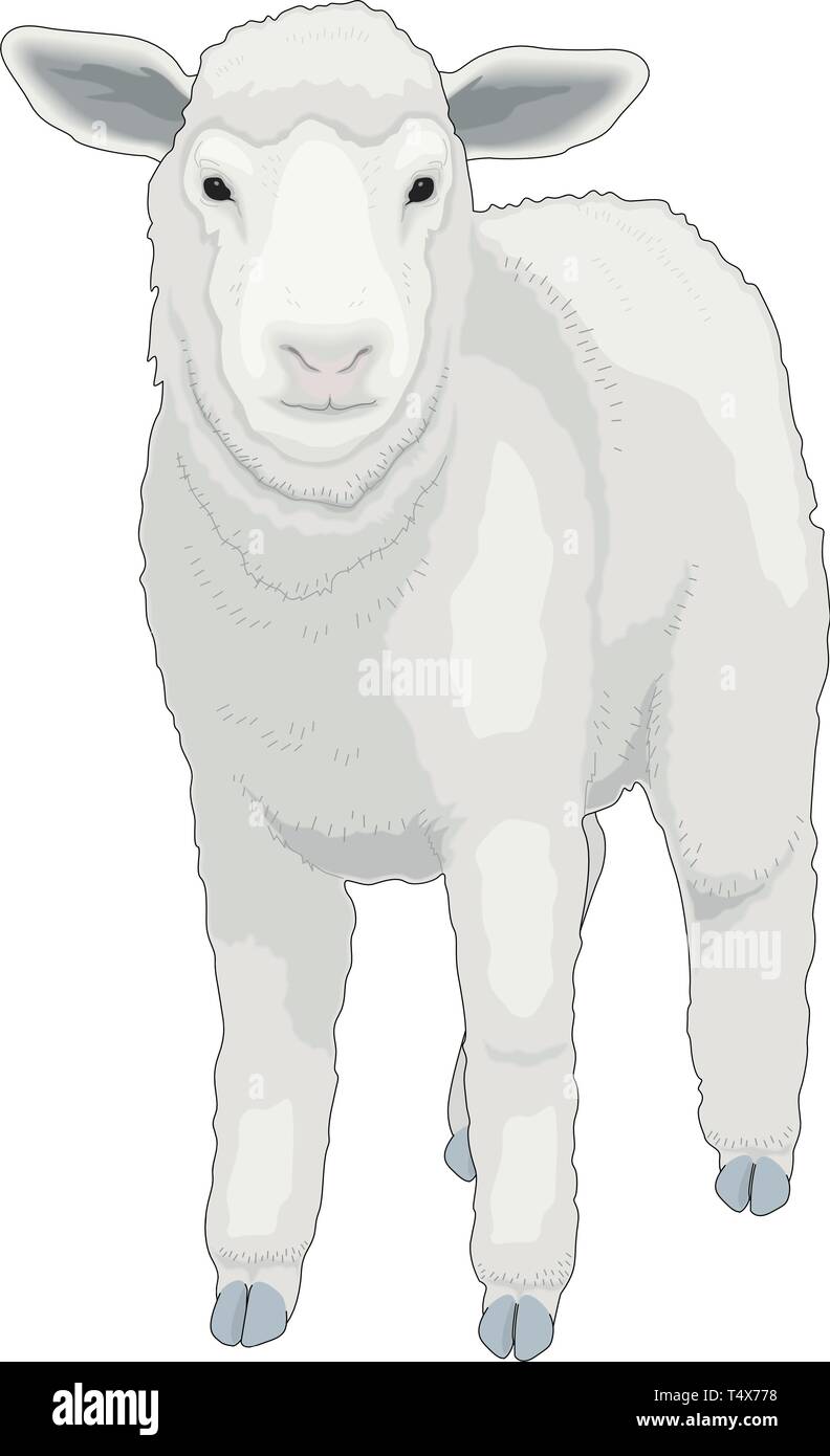 Lamb Standing Vector Illustration Stock Vector Image & Art - Alamy