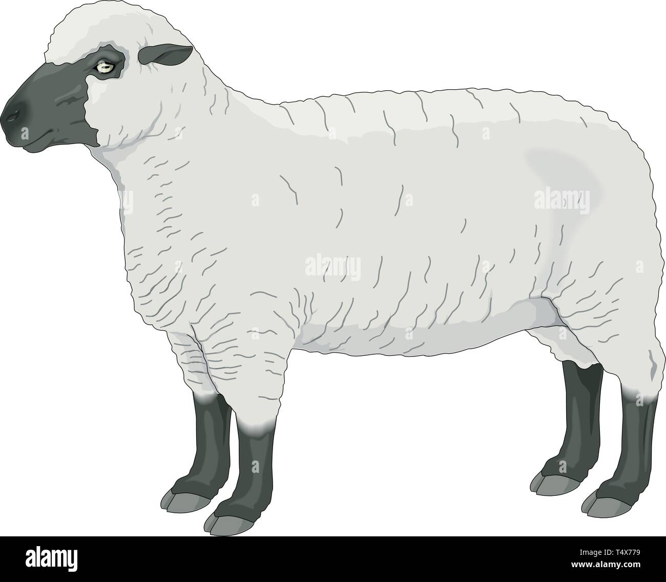 Lamb Standing Vector Illustration Stock Vector Image & Art - Alamy