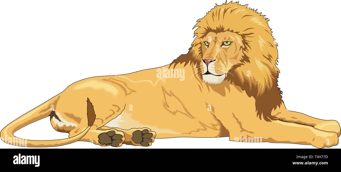 Lion Resting Vector Illustration Stock Vector Image & Art - Alamy