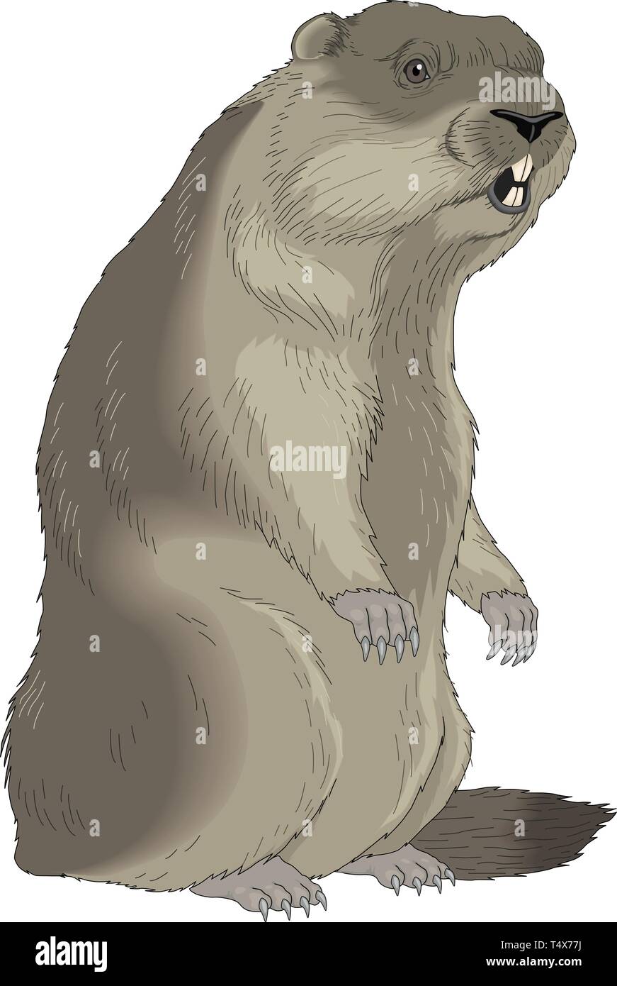 Marmot Standing Vector Illustration Stock Vector Image & Art - Alamy