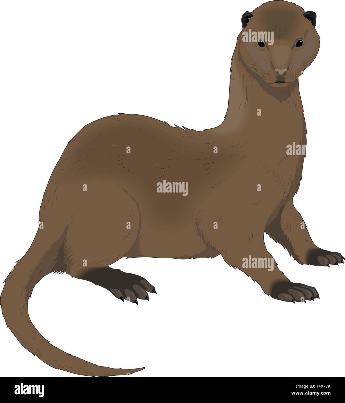 Mink Vector Illustration Stock Vector Image & Art - Alamy
