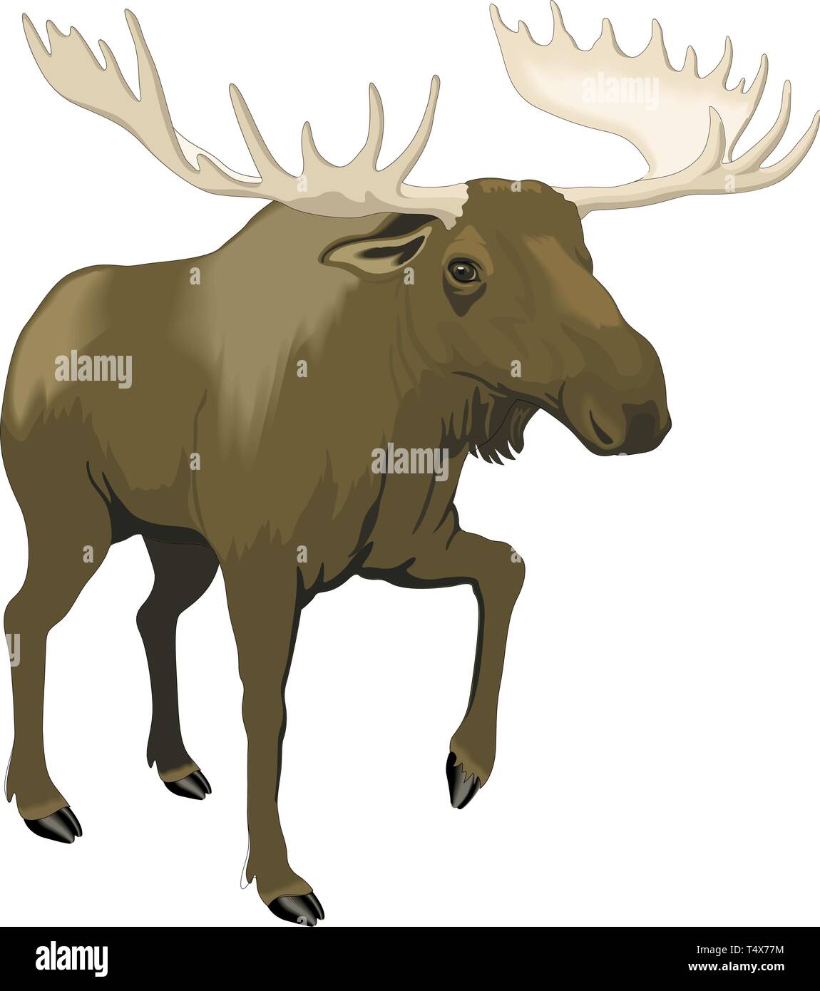 Realistic Cartoon Moose