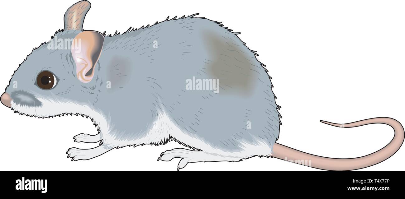 Mouse Vector Illustration Stock Vector Image & Art - Alamy