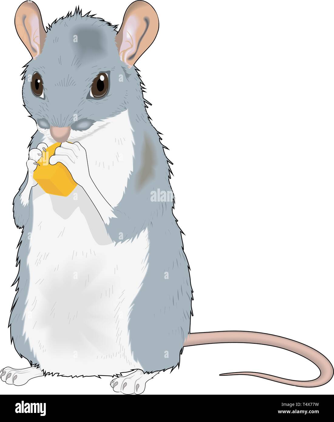 Mouse Vector Illustration Stock Vector Image & Art - Alamy