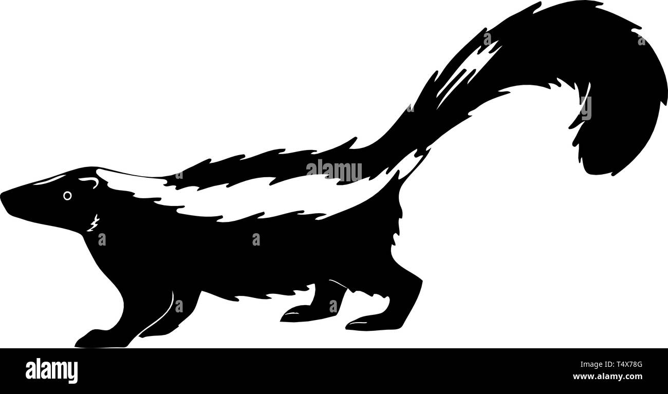 Skunk Standing Vector Illustration Stock Vector Image & Art - Alamy