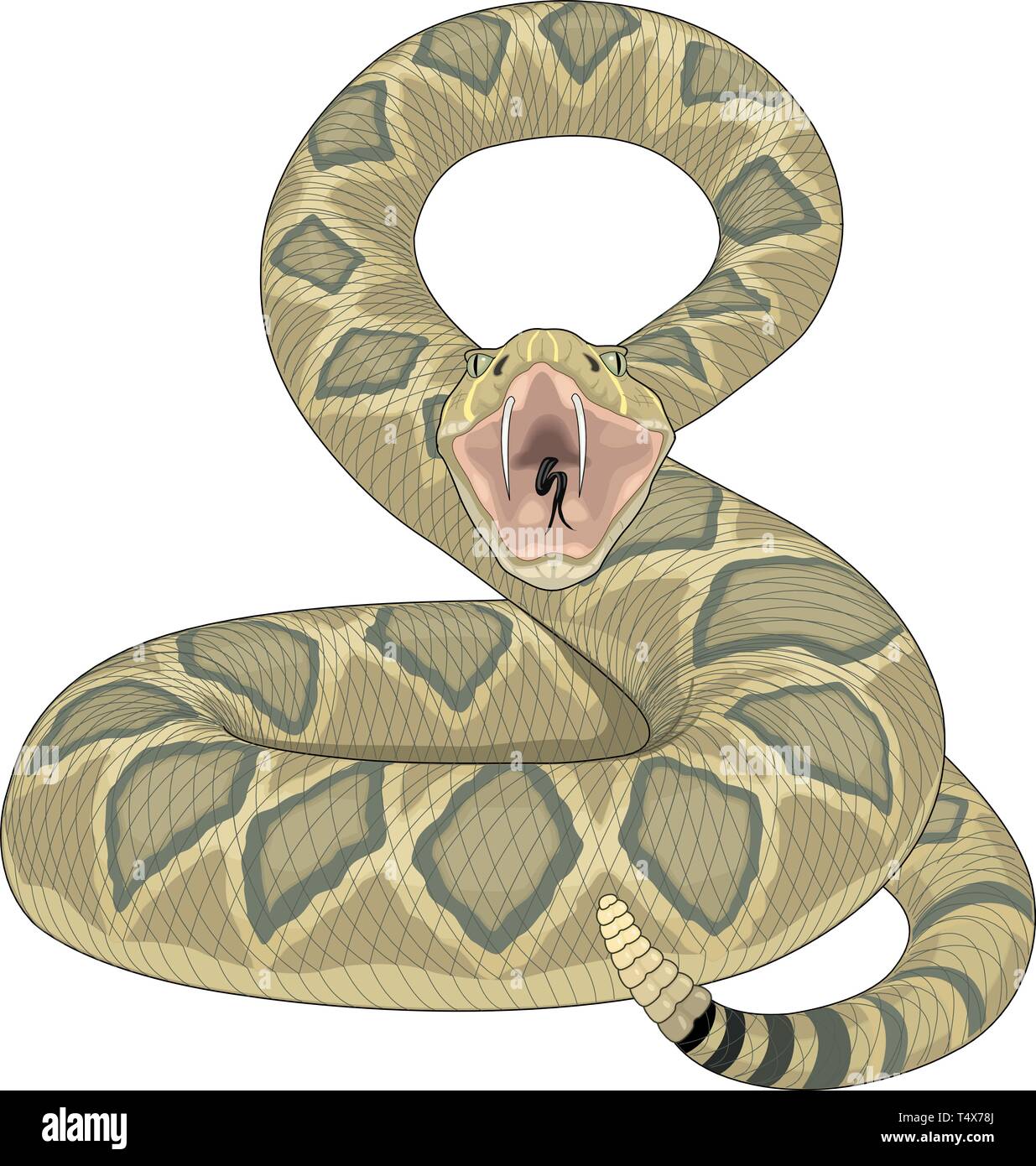 Diamondback rattlesnake fang hi-res stock photography and images - Alamy