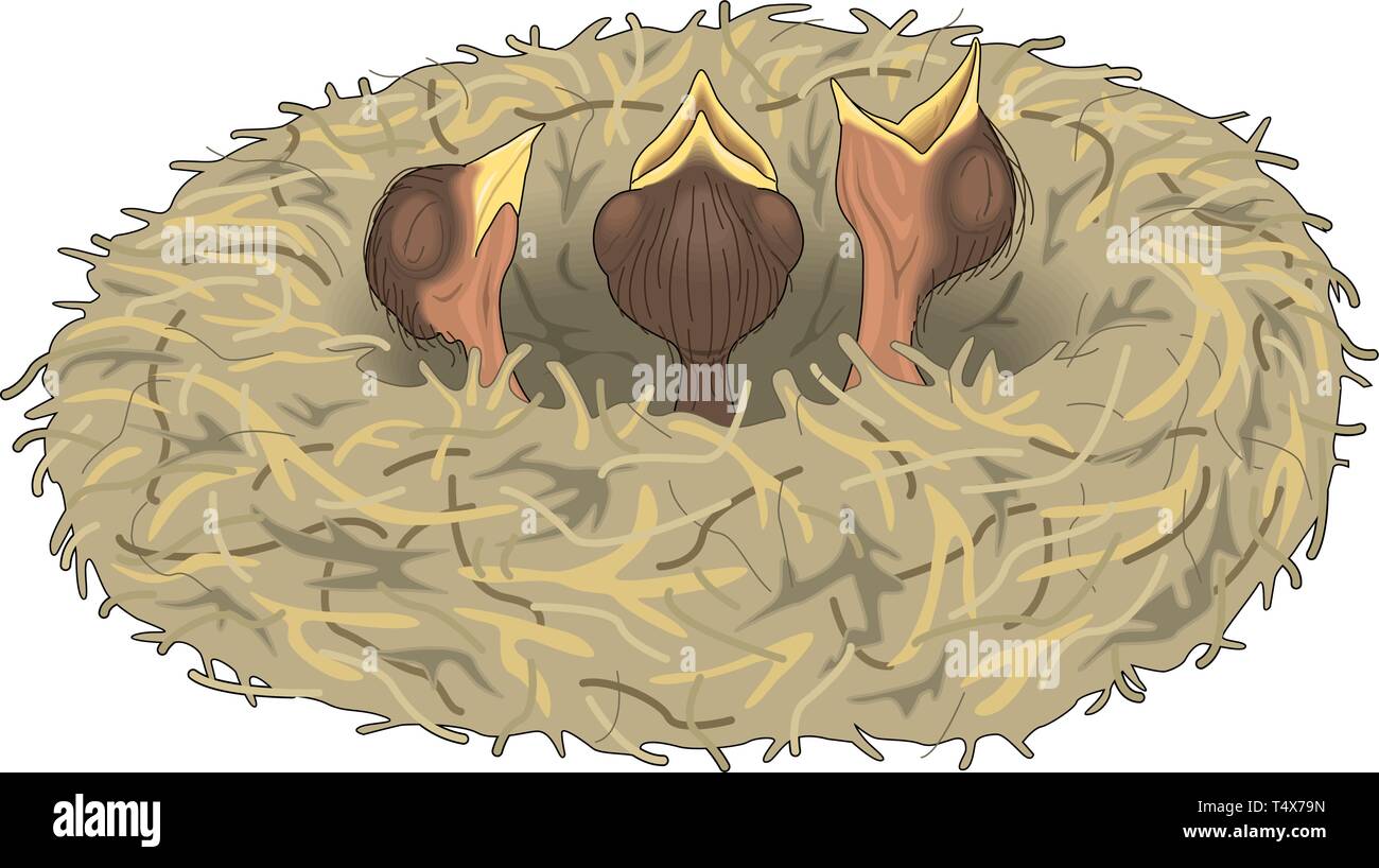 Bird Nest Vector Illustration Stock Vector Image & Art - Alamy