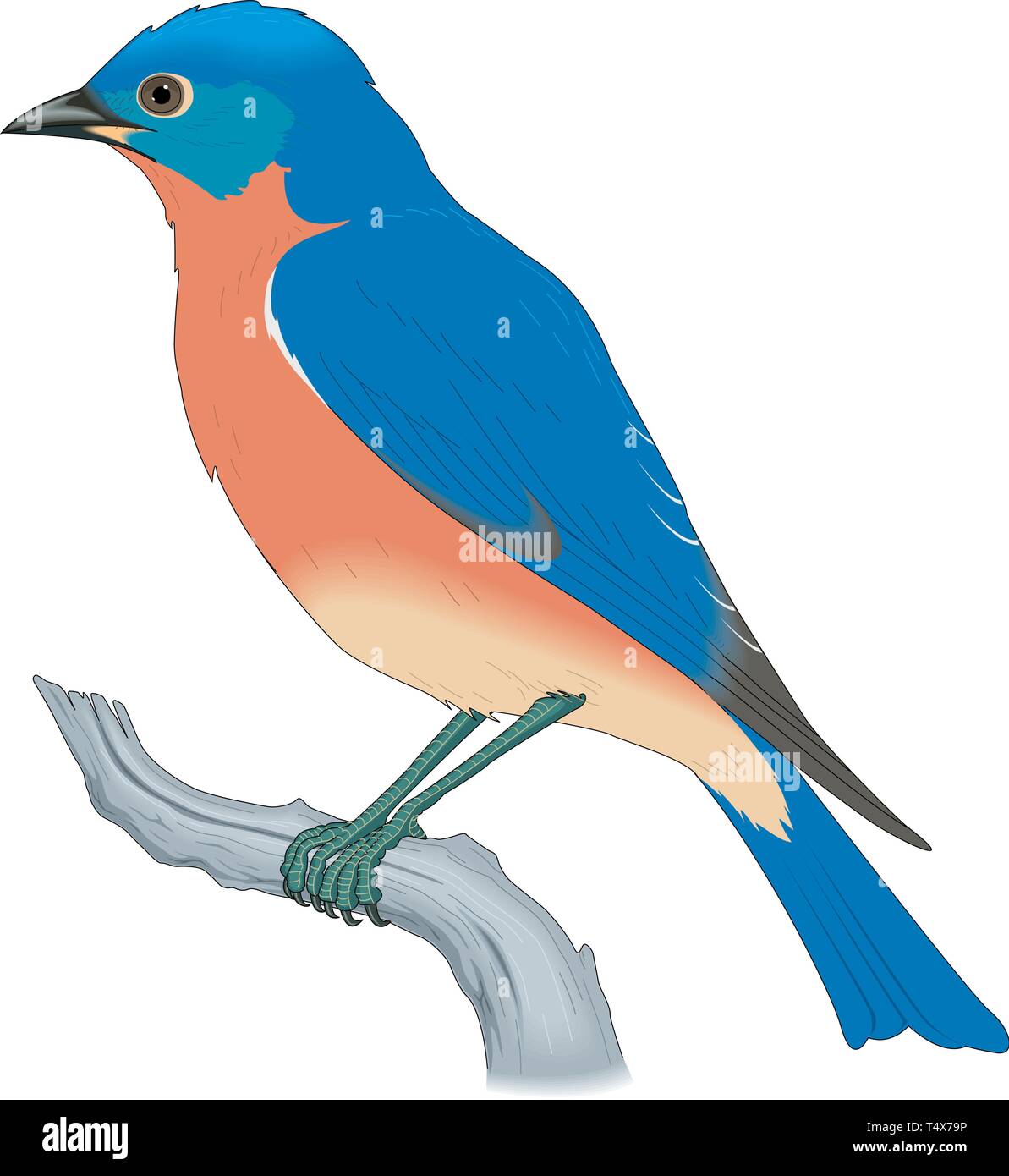 Blue bird vector hi-res stock photography and images - Alamy