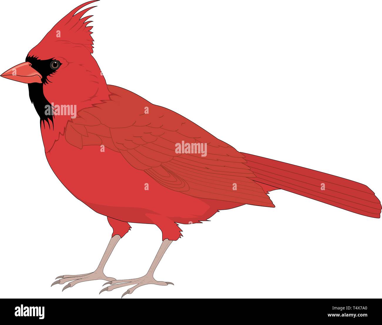 Cardinal bird Cut Out Stock Images & Pictures - Alamy