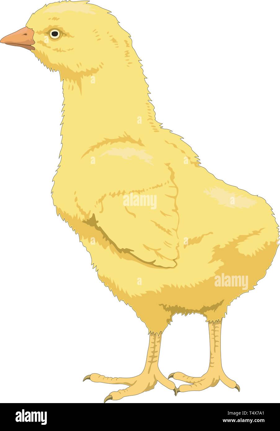 Chick Standing Vector Illustration Stock Vector Image & Art - Alamy