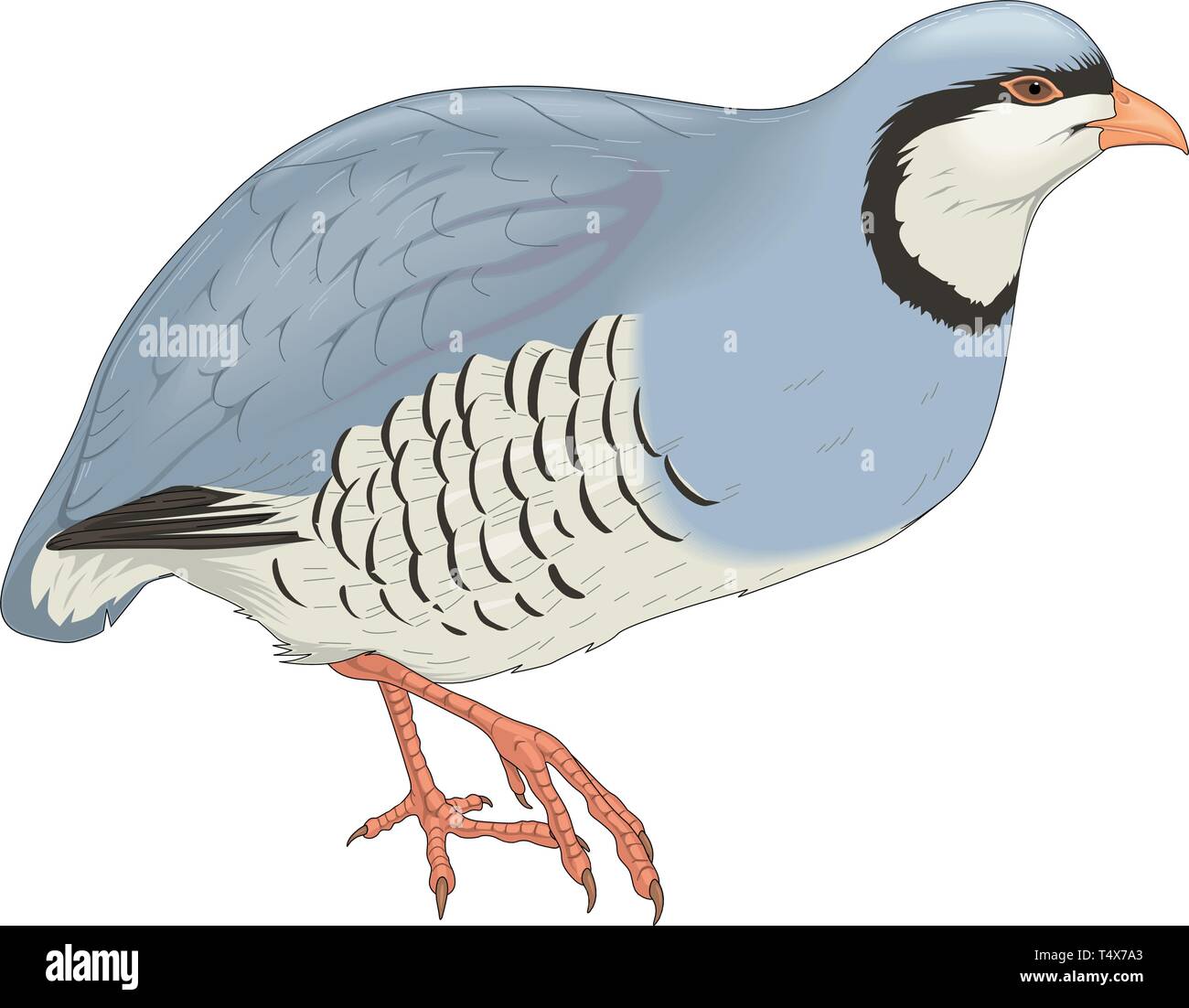 Chukkar Standing Vector Illustration Stock Vector Image & Art - Alamy