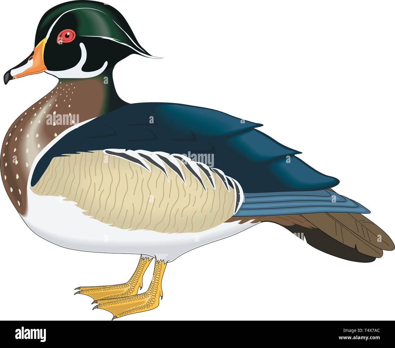 Duck wood Stock Vector Images - Alamy