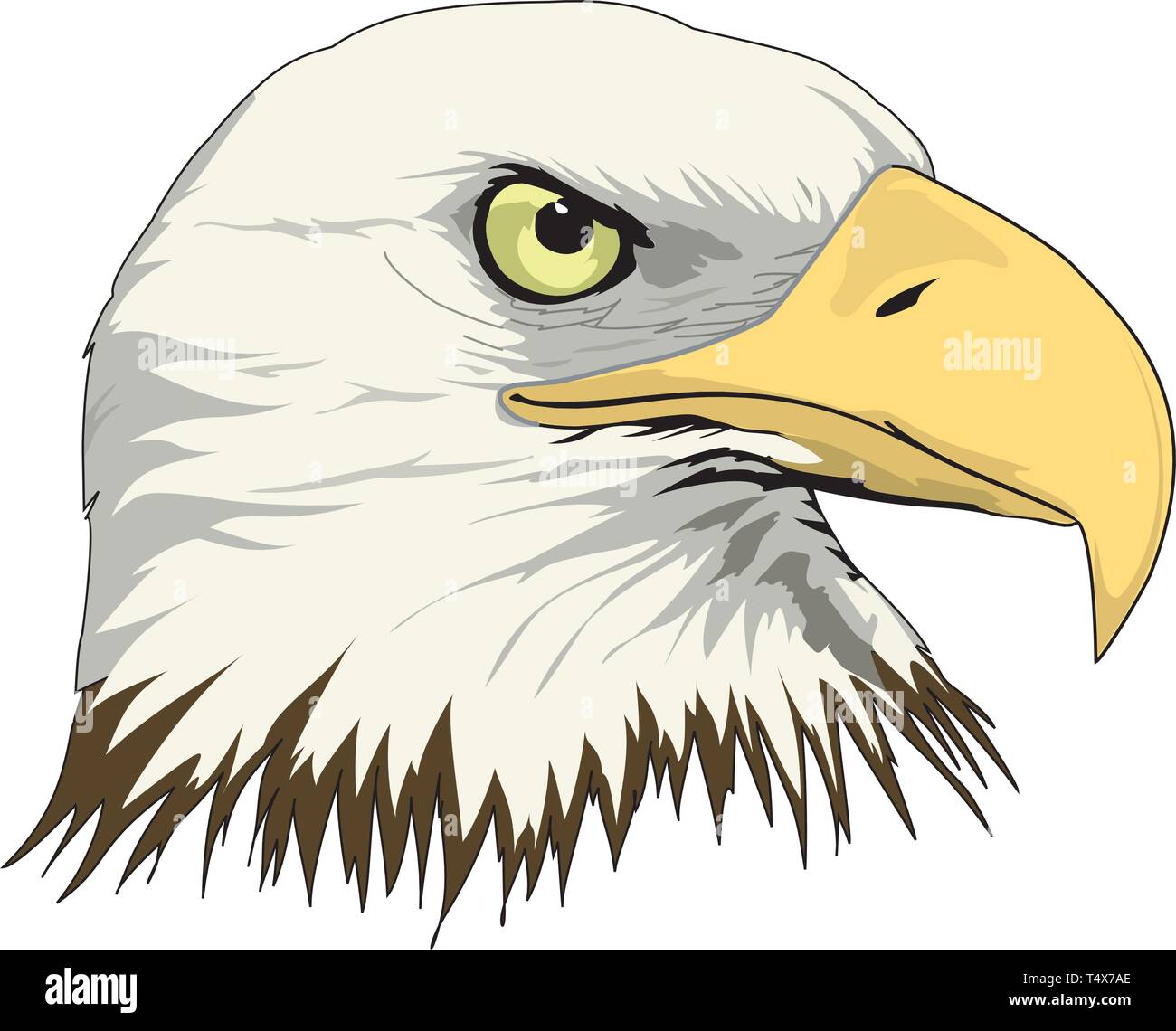 Bald Eagle Head Vector Illustration Stock Vector Image & Art - Alamy Bald Eagle Head Vector Illustration Stock Vector Image & Art - Alamy