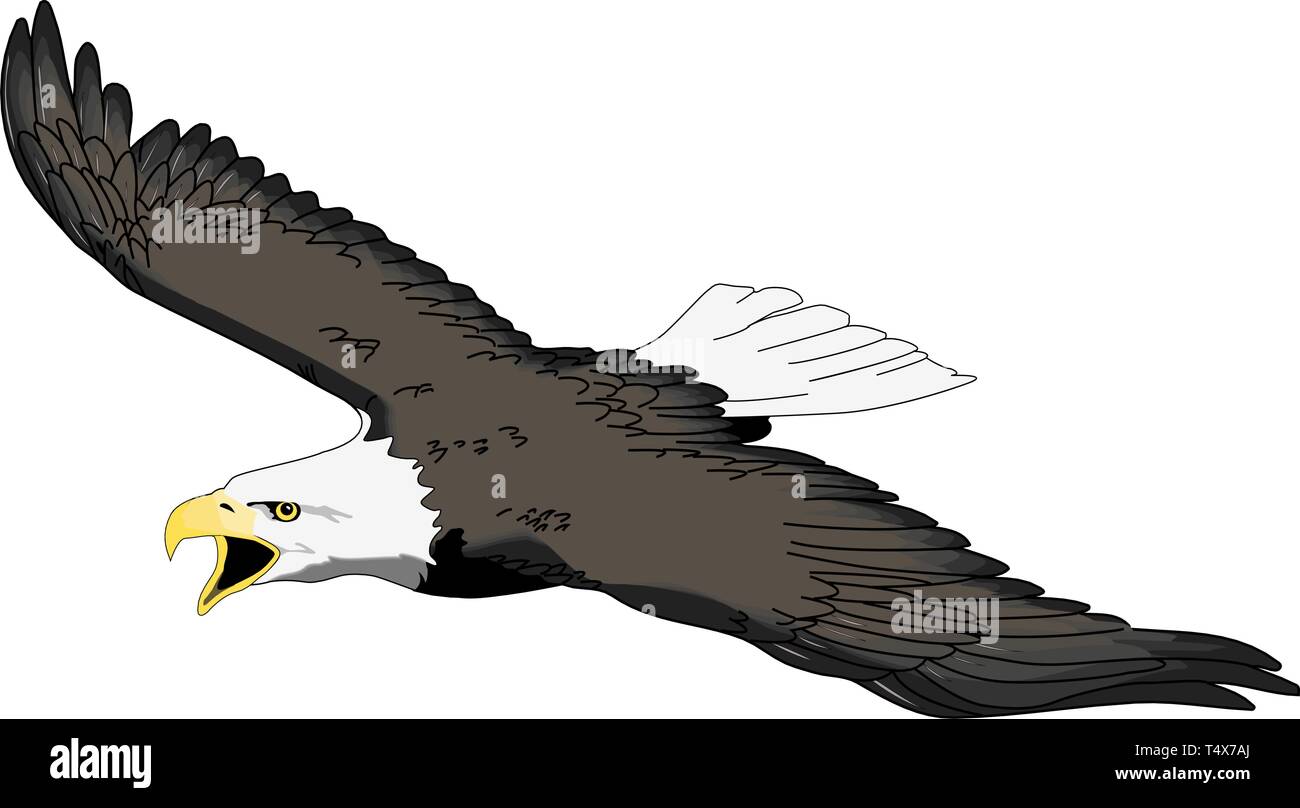 Eagle Flying Vector Illustration Stock Vector Image & Art - Alamy