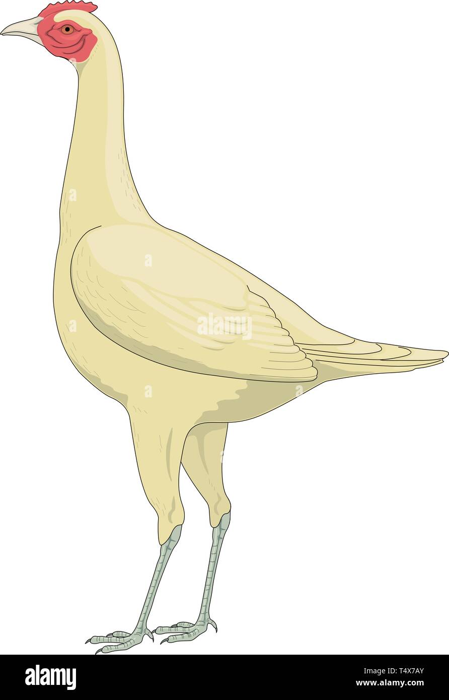 Game Hen Vector Illustration Stock Vector Image & Art - Alamy