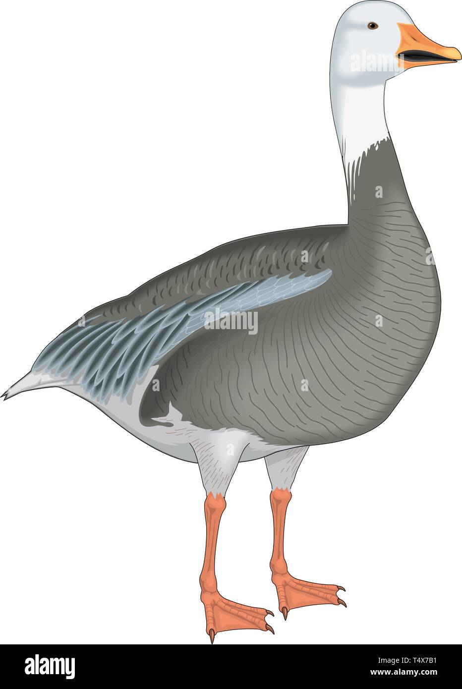 Snow Goose Vector Illustration Stock Vector Image & Art - Alamy