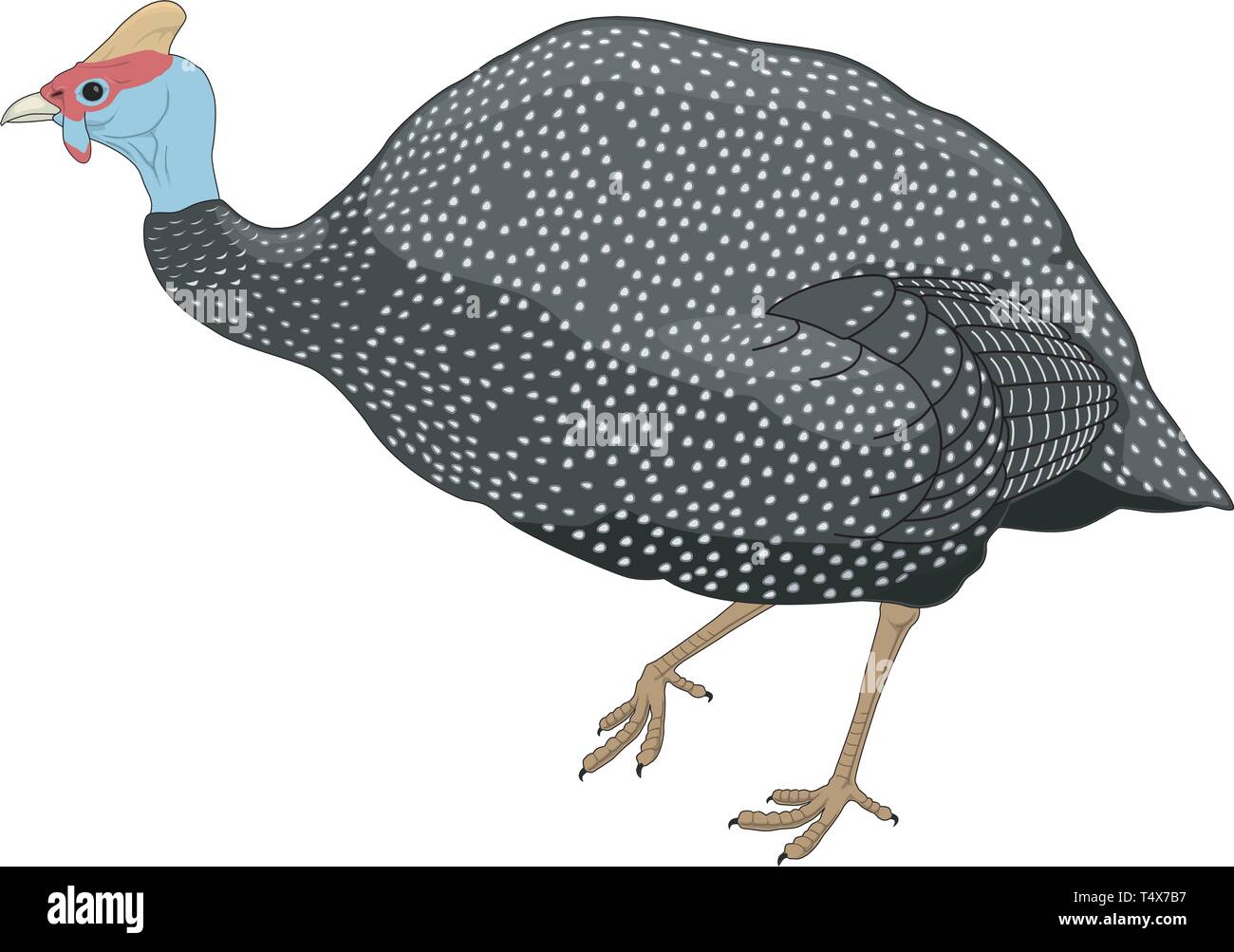Guinea Fowl Vector Illustration Stock Vector Image & Art - Alamy