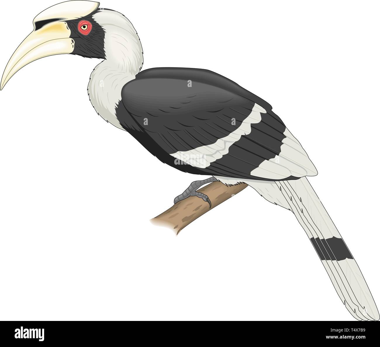 Great Indian Hornbill Perched Vector Illustration Stock Vector Image ...