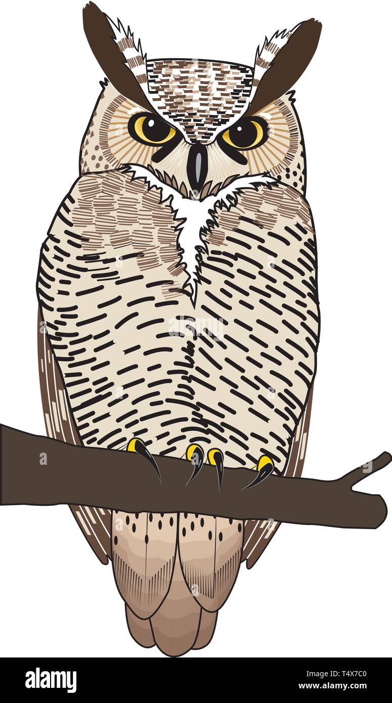 Owl Illustration Vector