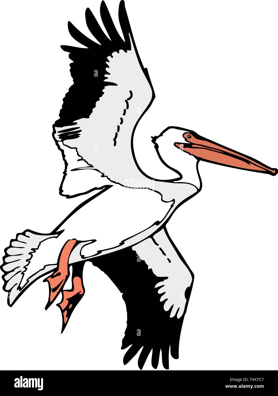 American White Pelican Flying Vector Illustration Stock Vector Image ...