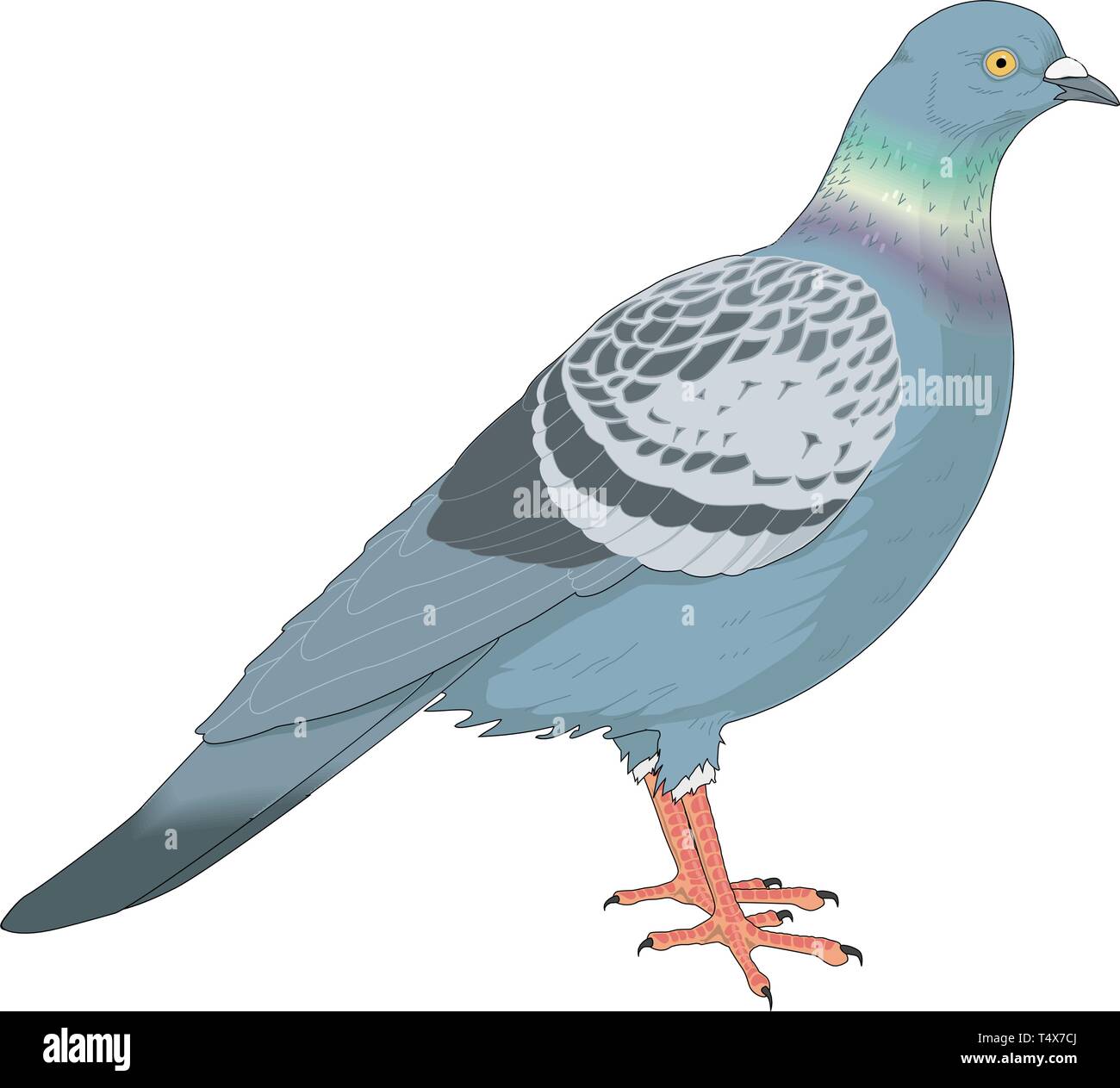 Pigeon Standing Vector Illustration Stock Vector Image & Art - Alamy