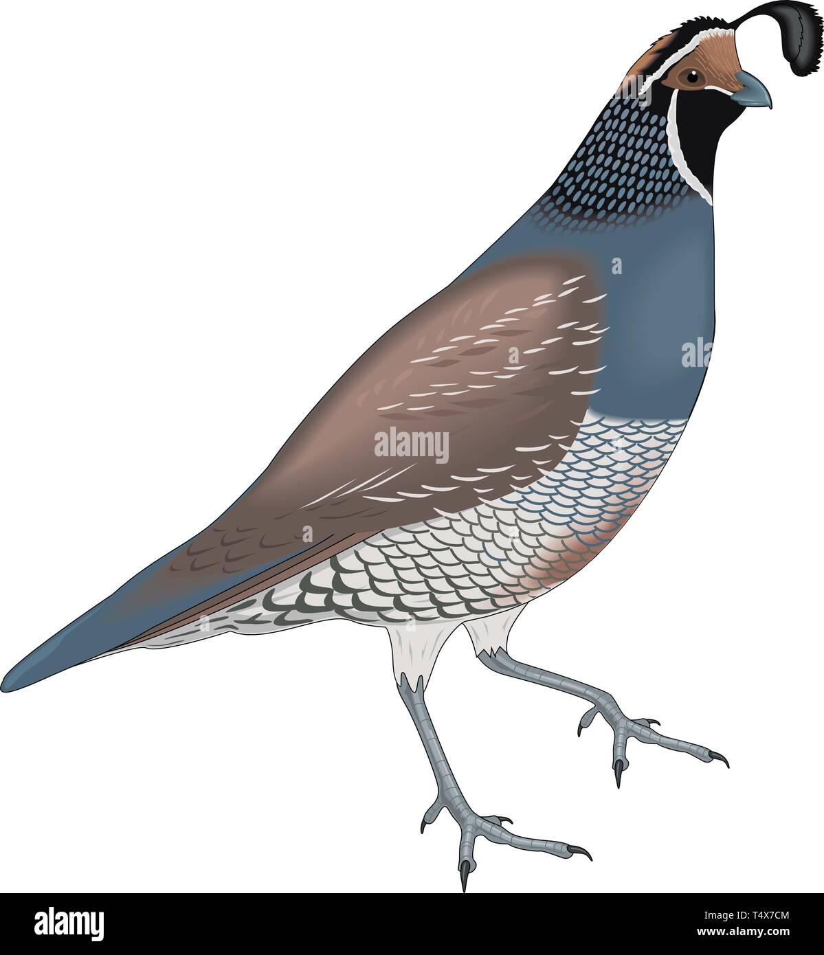 Mountain Quail Vector Illustration Stock Vector Image & Art - Alamy