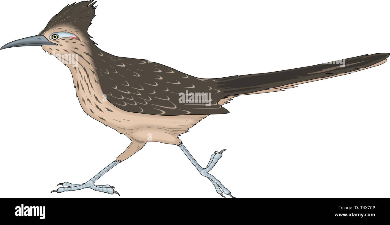 Roadrunner birds Stock Vector Images - Alamy
