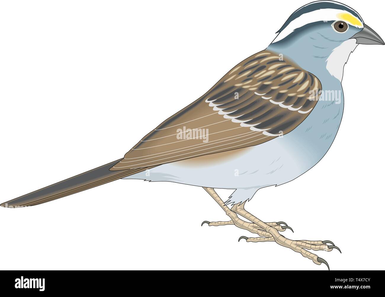 Standing sparrow Cut Out Stock Images & Pictures - Alamy