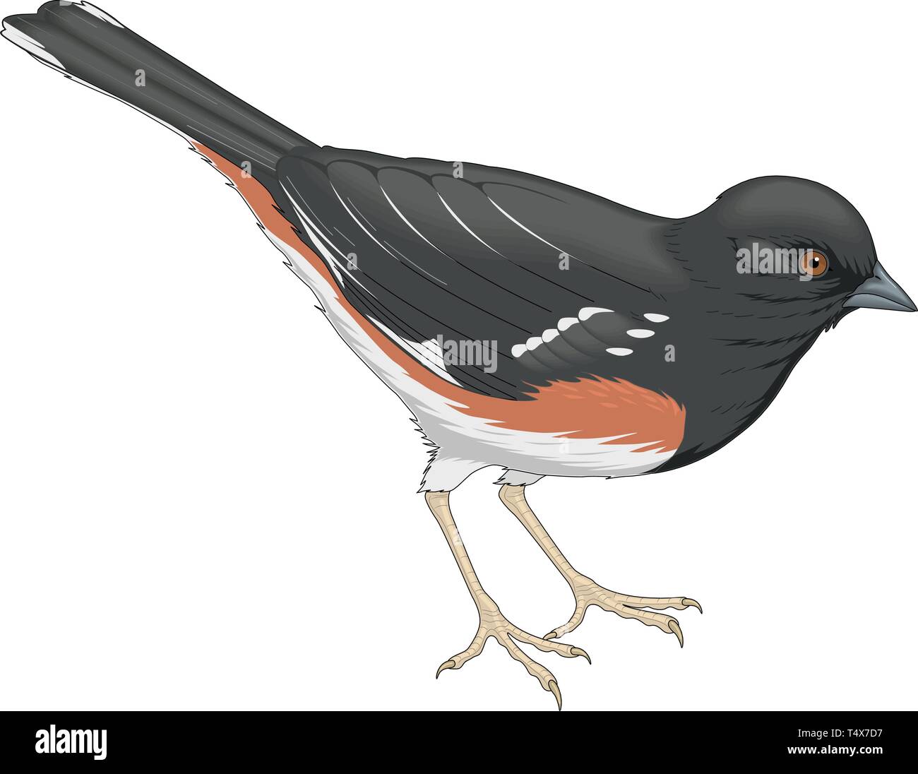 Rufous Stock Vector Images - Alamy