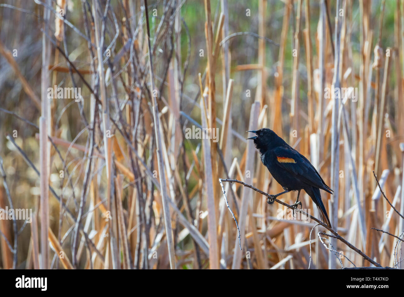 Marsh birds hi-res stock photography and images - Alamy