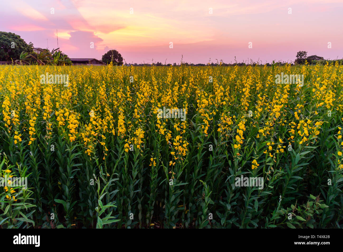 High sunhemp field in sunset time / Crotalaria juncea Stock Photo - Alamy