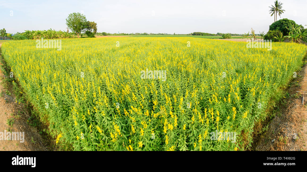 Sunhemp flower hi-res stock photography and images - Alamy