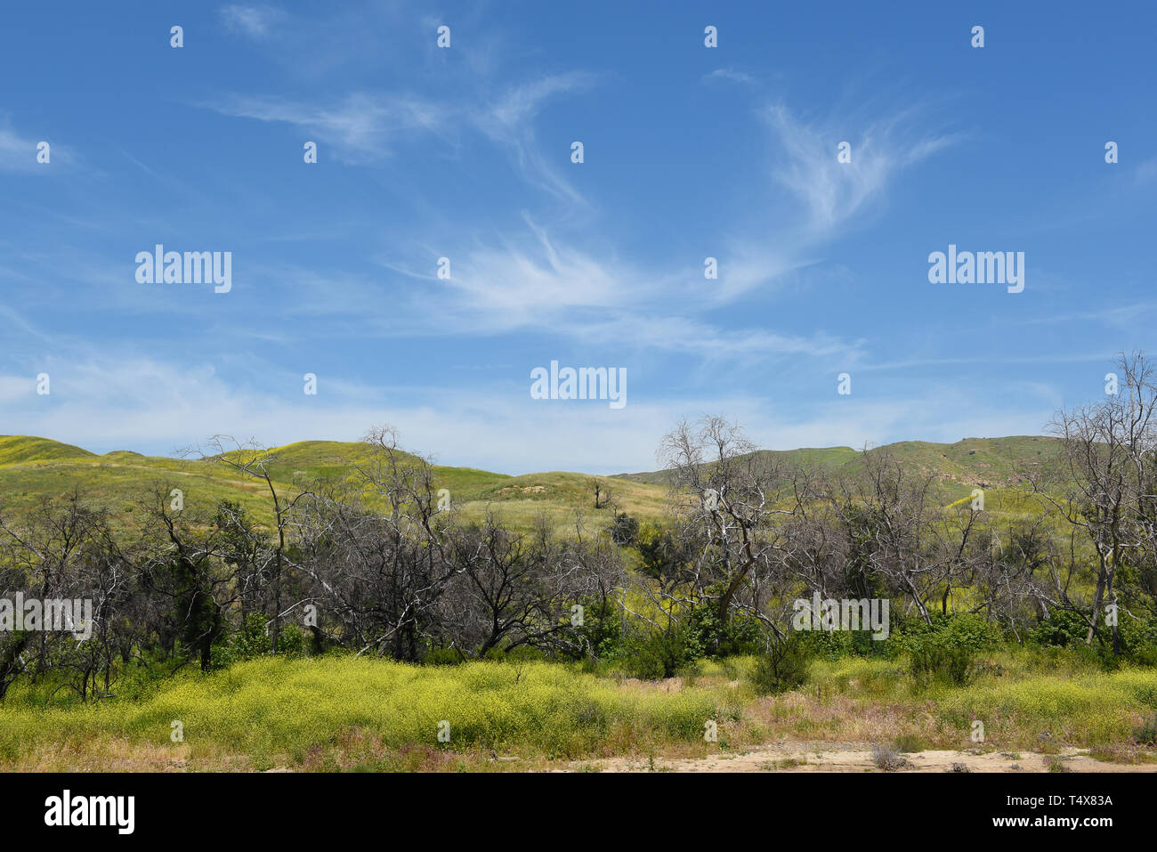 Wildflowers and mountains hi-res stock photography and images - Alamy