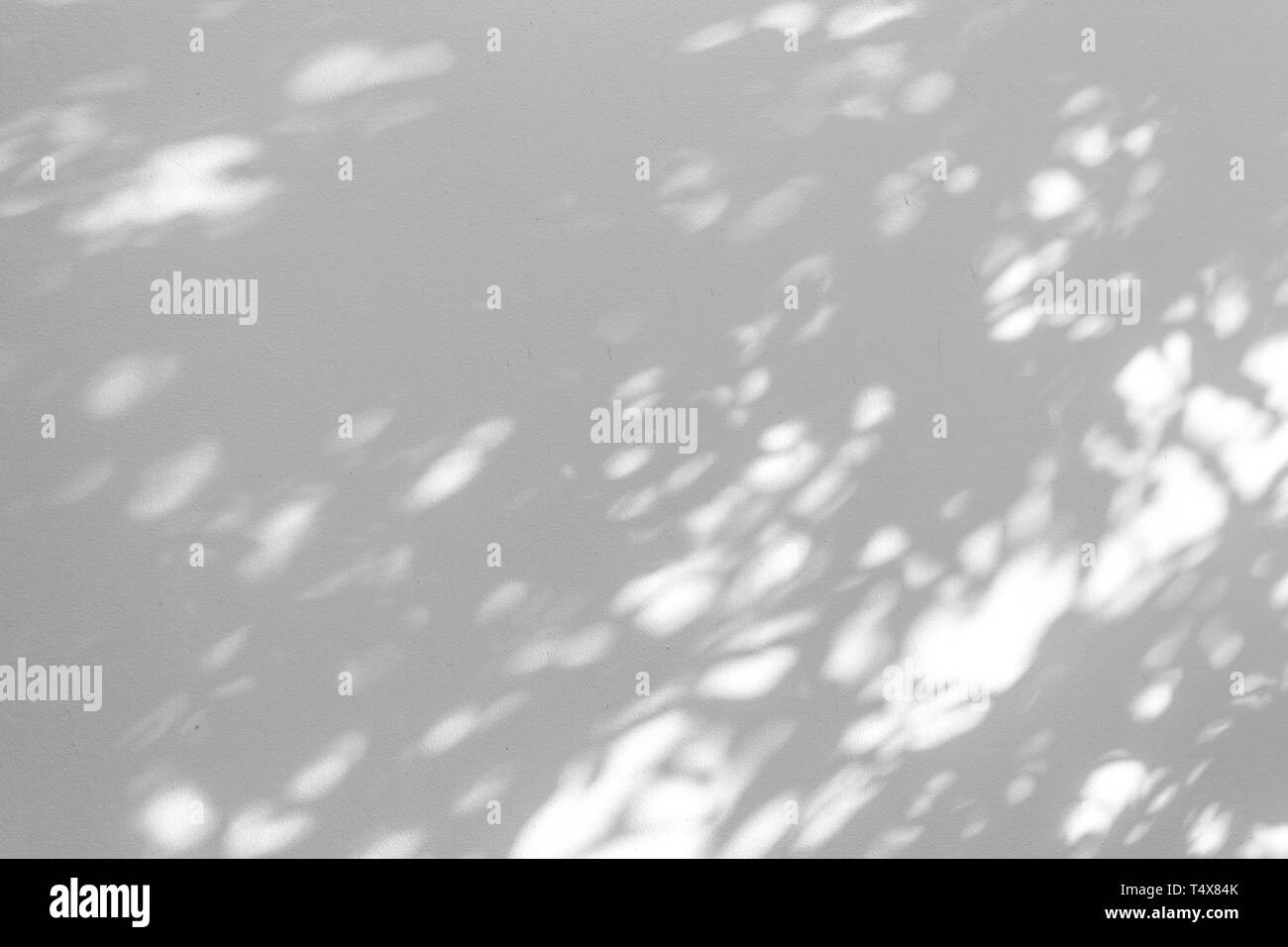 Shadow blur of the leaves on white wall abstract background Stock Photo ...
