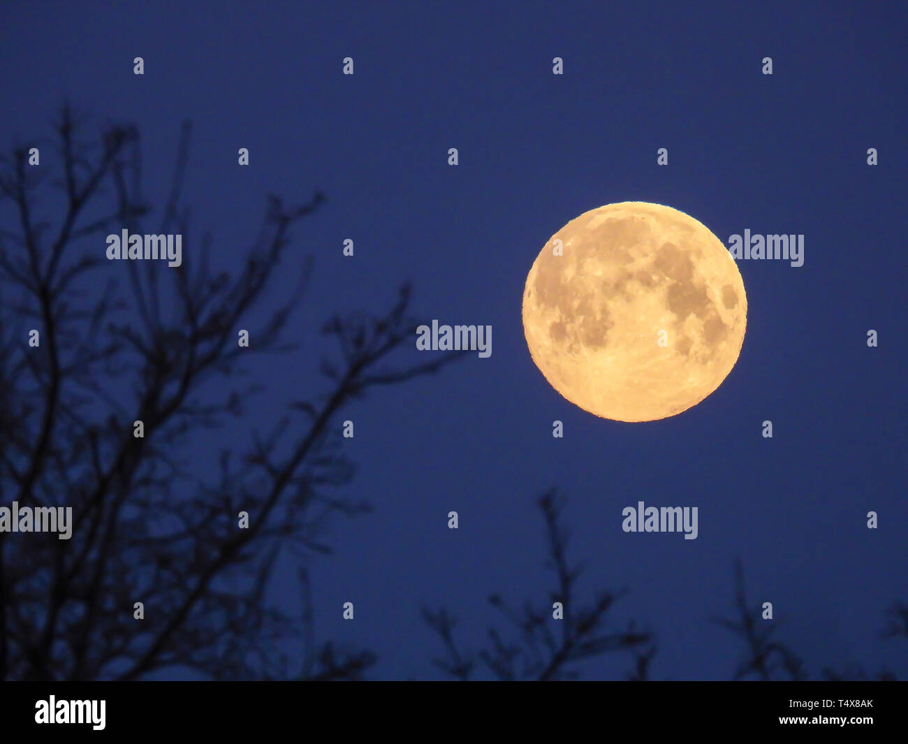 a yellow full moon in the morning sky Stock Photo - Alamy